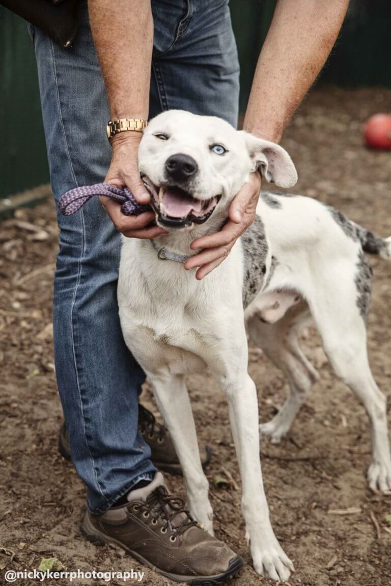 Murphy – Dogwatch Sanctuary Trust