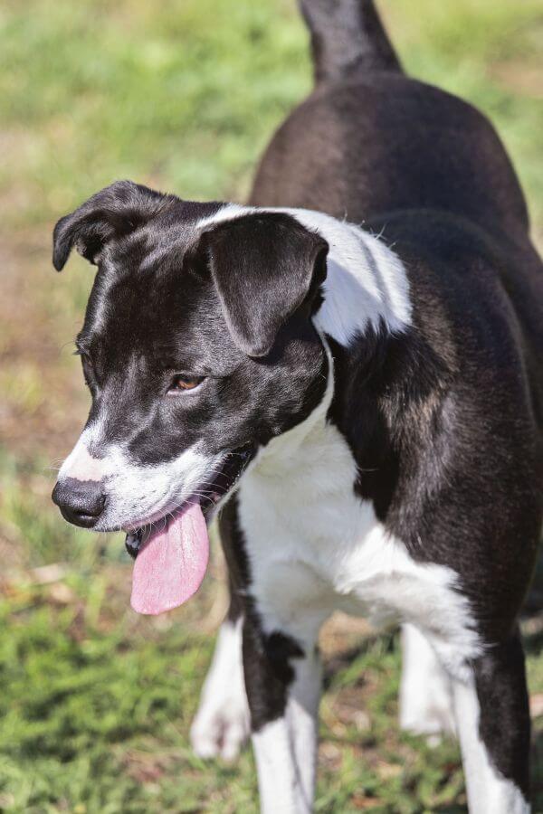 _L2A6245 600px – Dogwatch Sanctuary Trust