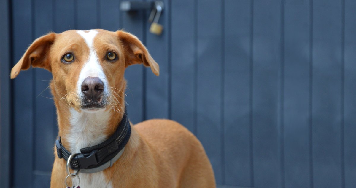 Dogwatch Sanctuary Trust – Rescuing, retraining and rehoming abandoned ...
