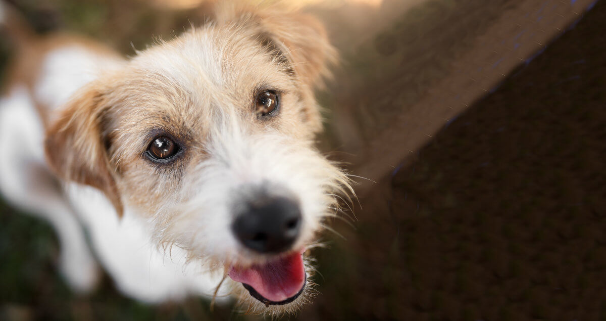 Dogwatch Sanctuary Trust – Rescuing, retraining and rehoming abandoned ...